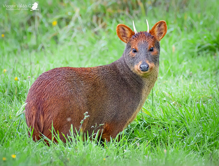Ciudadanía elige al pudú para ser secuenciado genéticamente en iniciativa 1000 Genomas