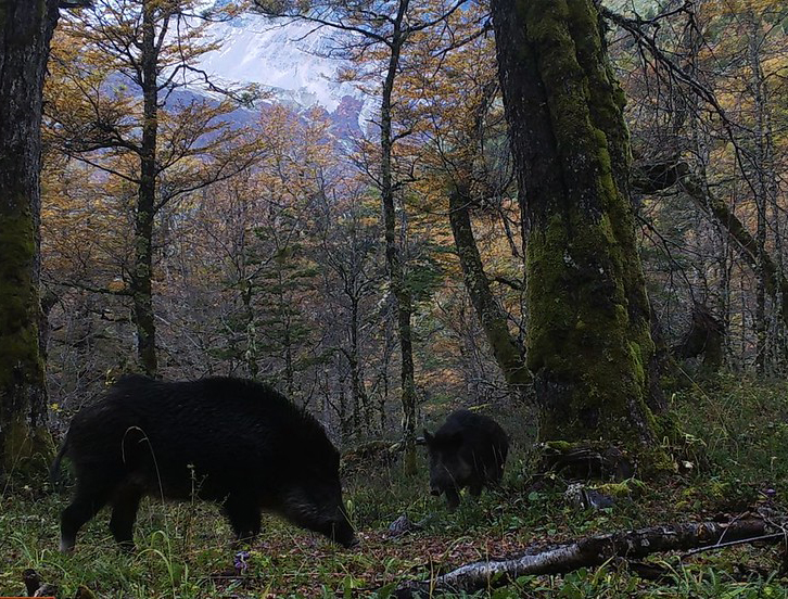 ¿Por qué el jabalí es una especie invasora?