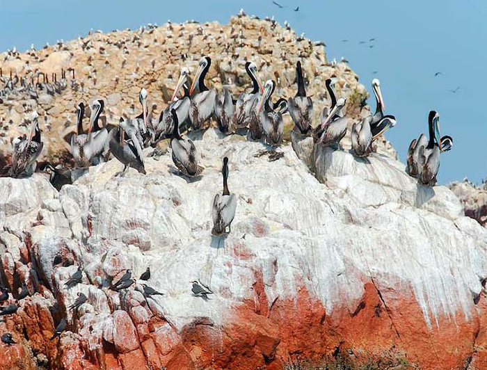 Descubren la importancia del guano de aves marinas en la agricultura ...