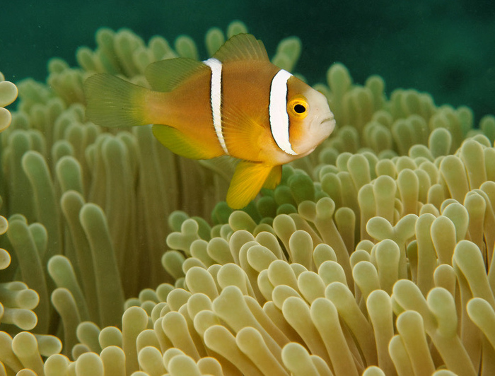 Green Clown Fish