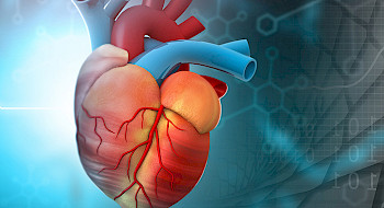 ¿Cómo cambia el corazón de las madres durante el embarazo? - Pontificia ...