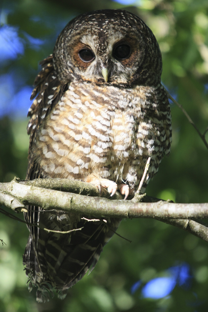¿Cómo afectan los incendios a los bosques de araucarias? - Pontificia ...