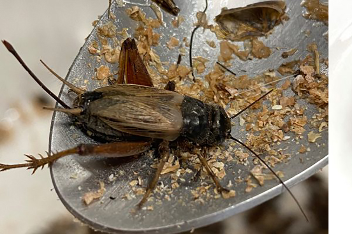 Desarrollan pizza y barra energética a base de grillo chileno
