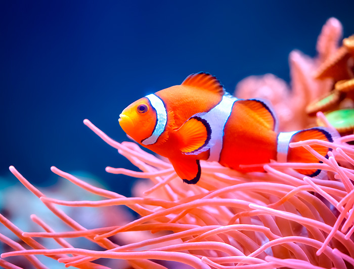 ¿Por qué algunos peces payaso pueden tener una aleta más corta?