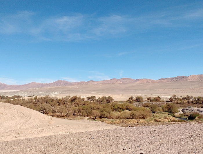 Reconstruir la milenaria historia que une a bosques áridos y humanos en ...