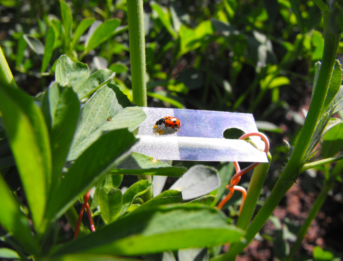 ¿Cómo se mide la efectividad de los agentes de control biológico?