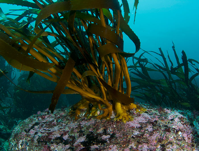 ¿Conoces el valor de las algas?
