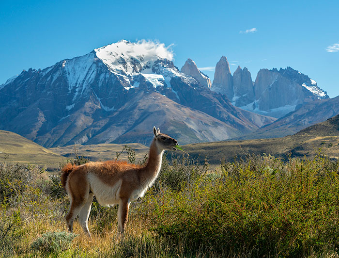 Descifran el genoma del guanaco: Una historia de adaptación y supervivencia