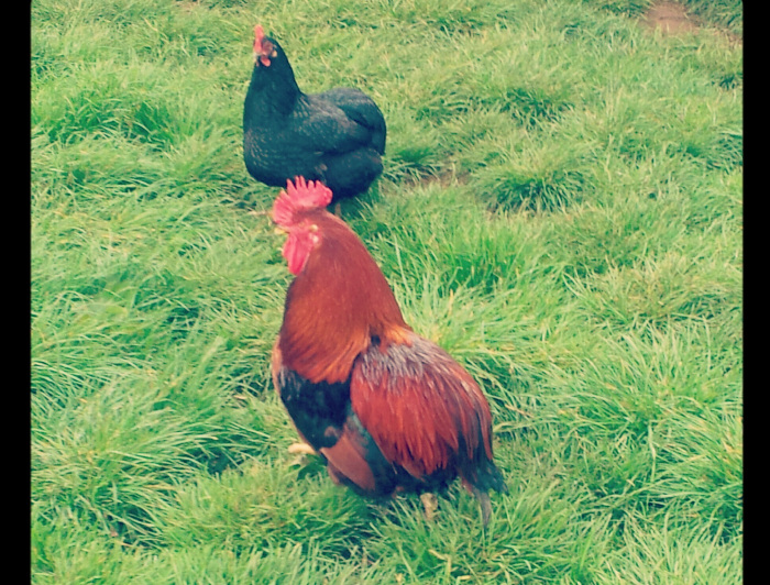 Gallina Mapuche se hace famosa en el mundo científico
