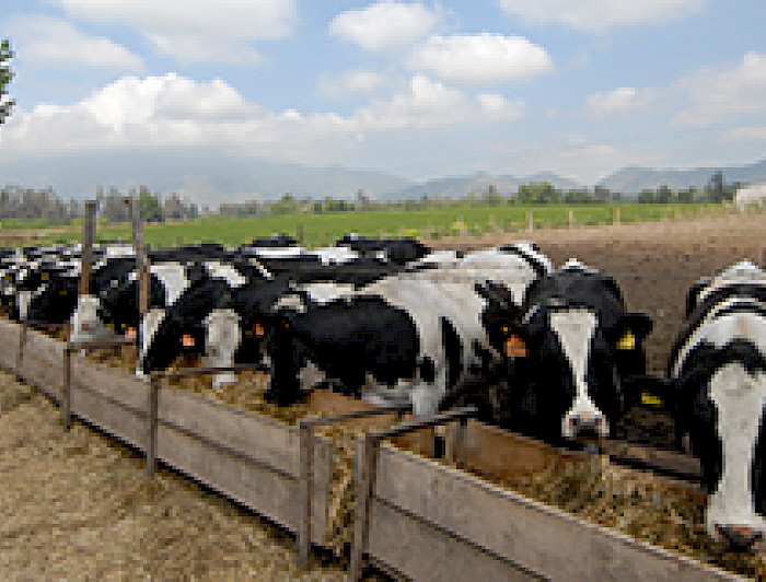 Agronomía UC emplazó a reflexionar acerca de cómo mejorar el bienestar ...
