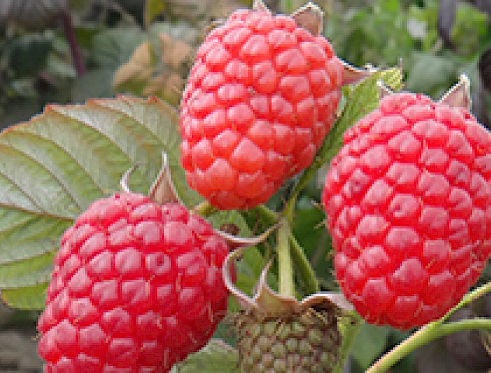 Agronomía desarrolla las primeras variedades de frambuesas chilenas ...