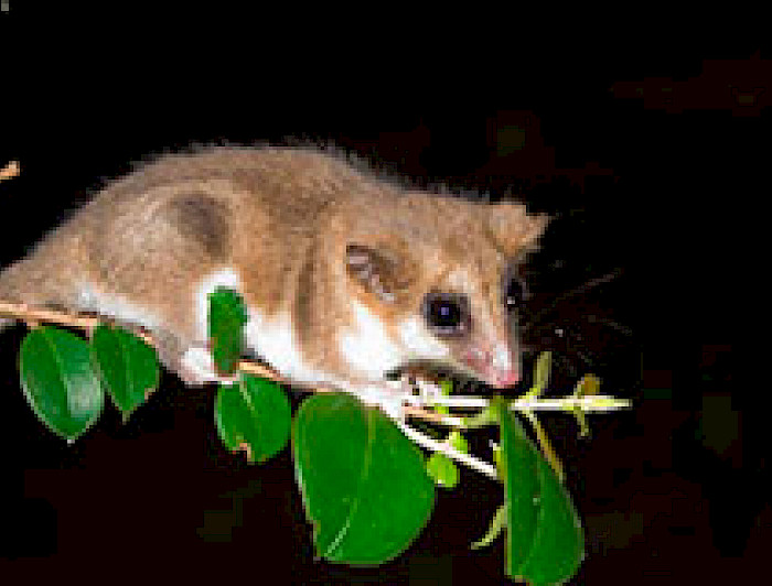Nueva especie de monito del monte lleva nombre de profesor de la ...